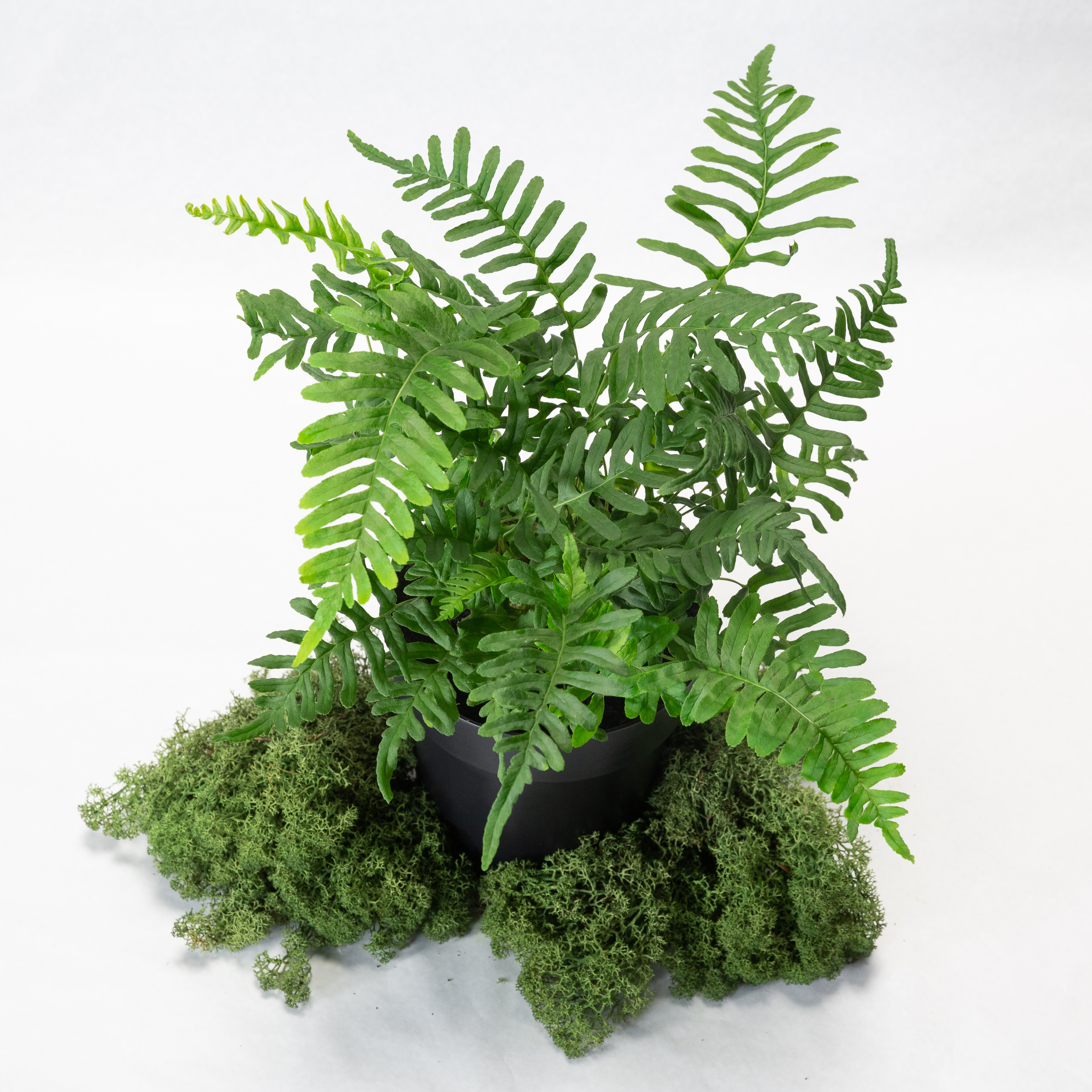 Ground Ferns 101: How to look after your ground ferns | The Palm Centre