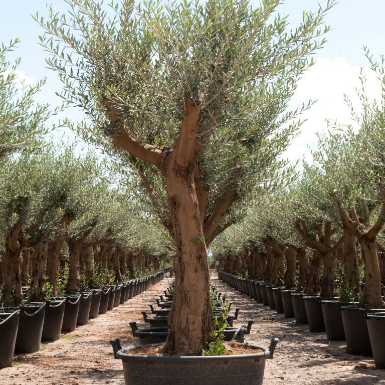 Indoor olive trees: Are you making this common mistake? | The Palm Centre