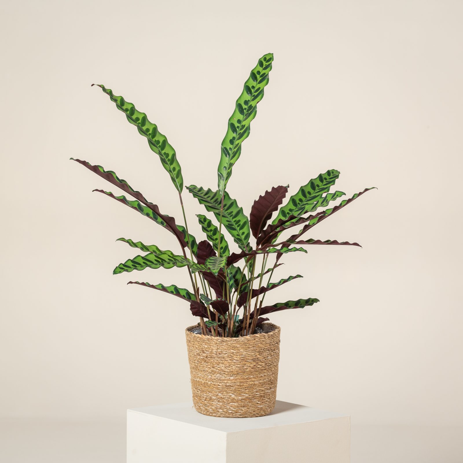 Calathea insignis - rattlesnake plant | The Palm Centre