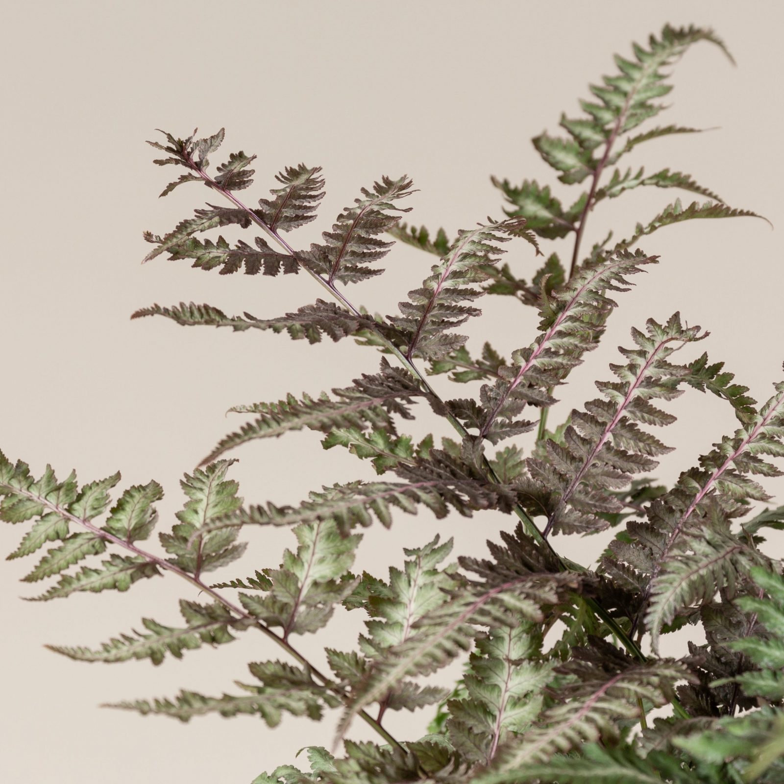 Athyrium niponicum ‘Metallicum’ - Japanese painted fern | The Palm Centre