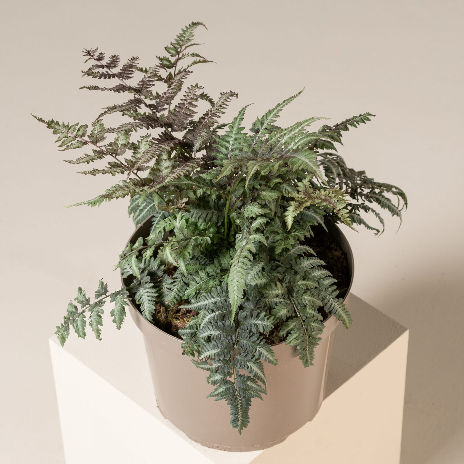 Athyrium niponicum ‘Metallicum’ - Japanese painted fern | The Palm Centre
