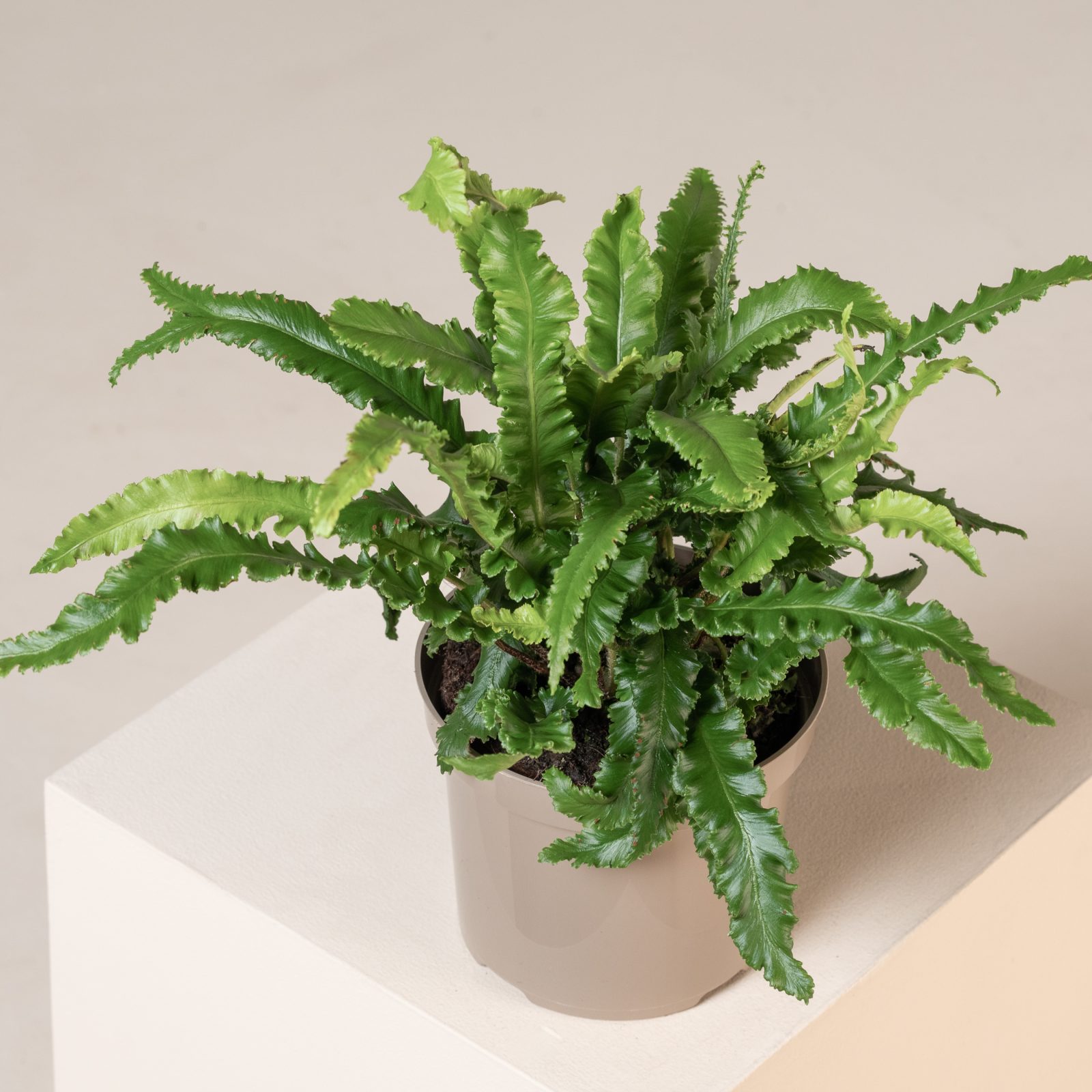 Asplenium scolopendrium ‘Angustifolium’ | The Palm Centre