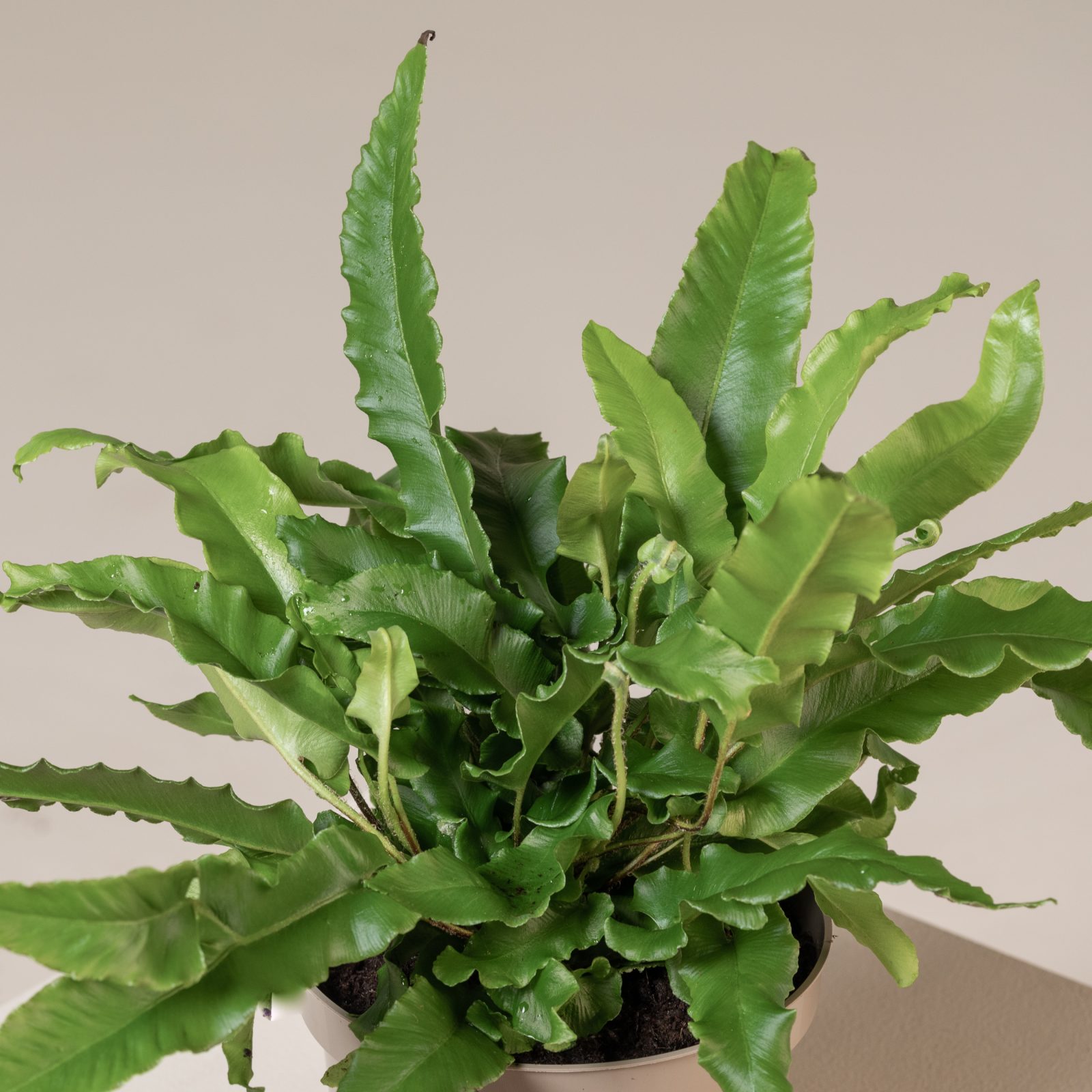 Asplenium scolopendrium | The Palm Centre