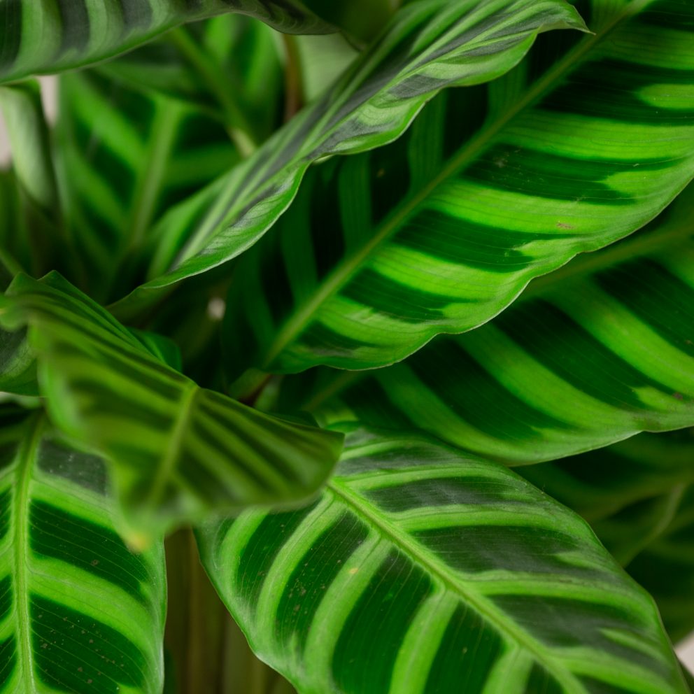 Keeping the Zing in your Zanzibar Gem Plant | The Palm Centre