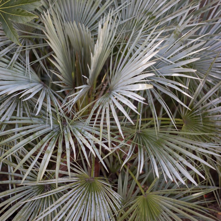 The Palm Centre | growing hardy exotics since 1989
