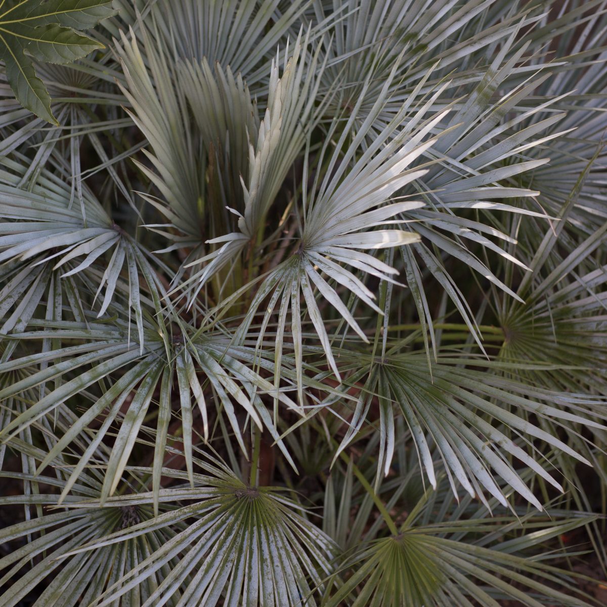 Chamaerops humilis ‘Vulcano’ | The Palm Centre