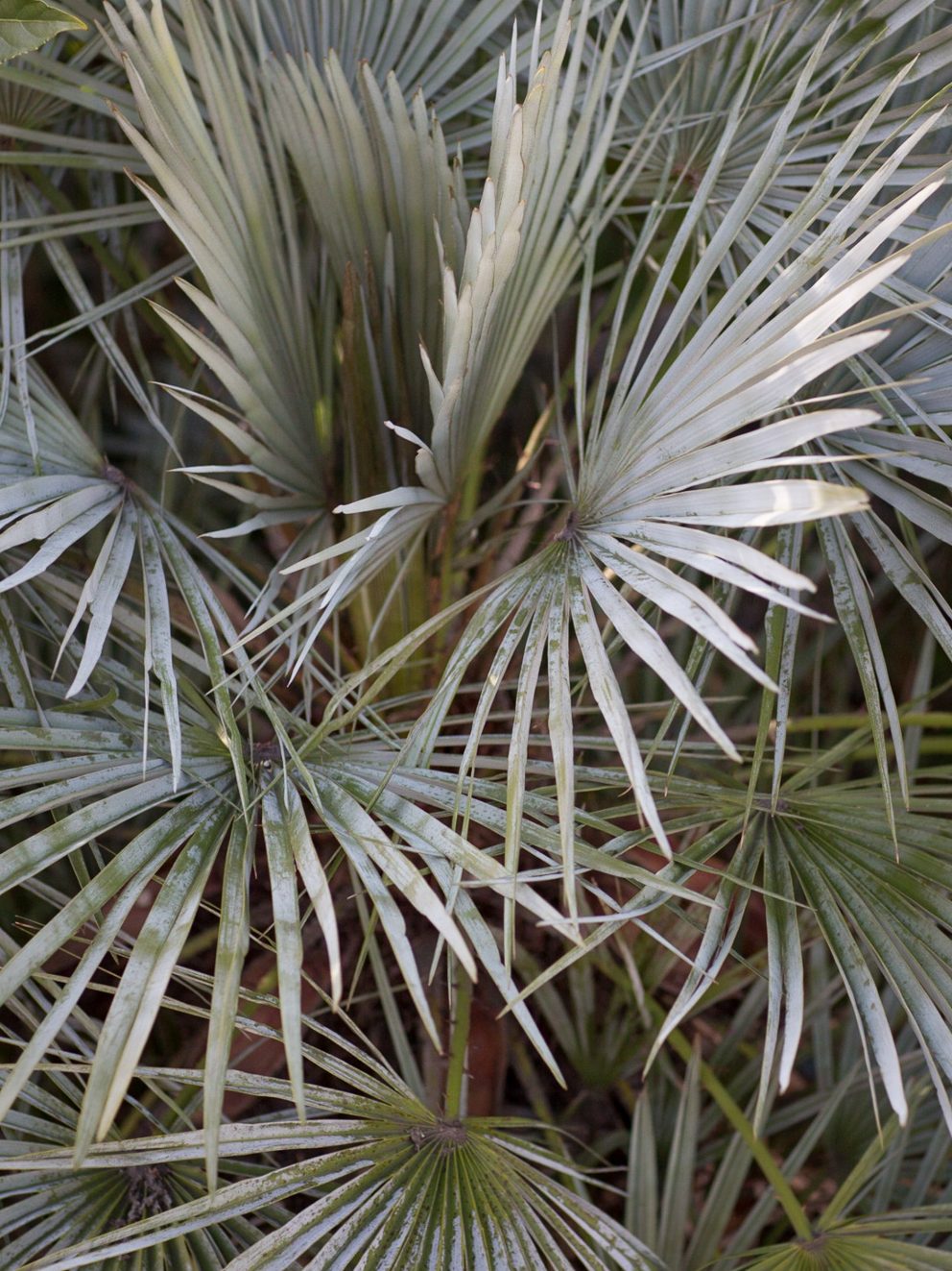 Chamaerops humilis var. cerifera | The Palm Centre