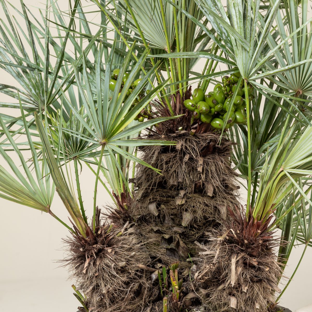 Chamaerops humilis var. cerifera | The Palm Centre