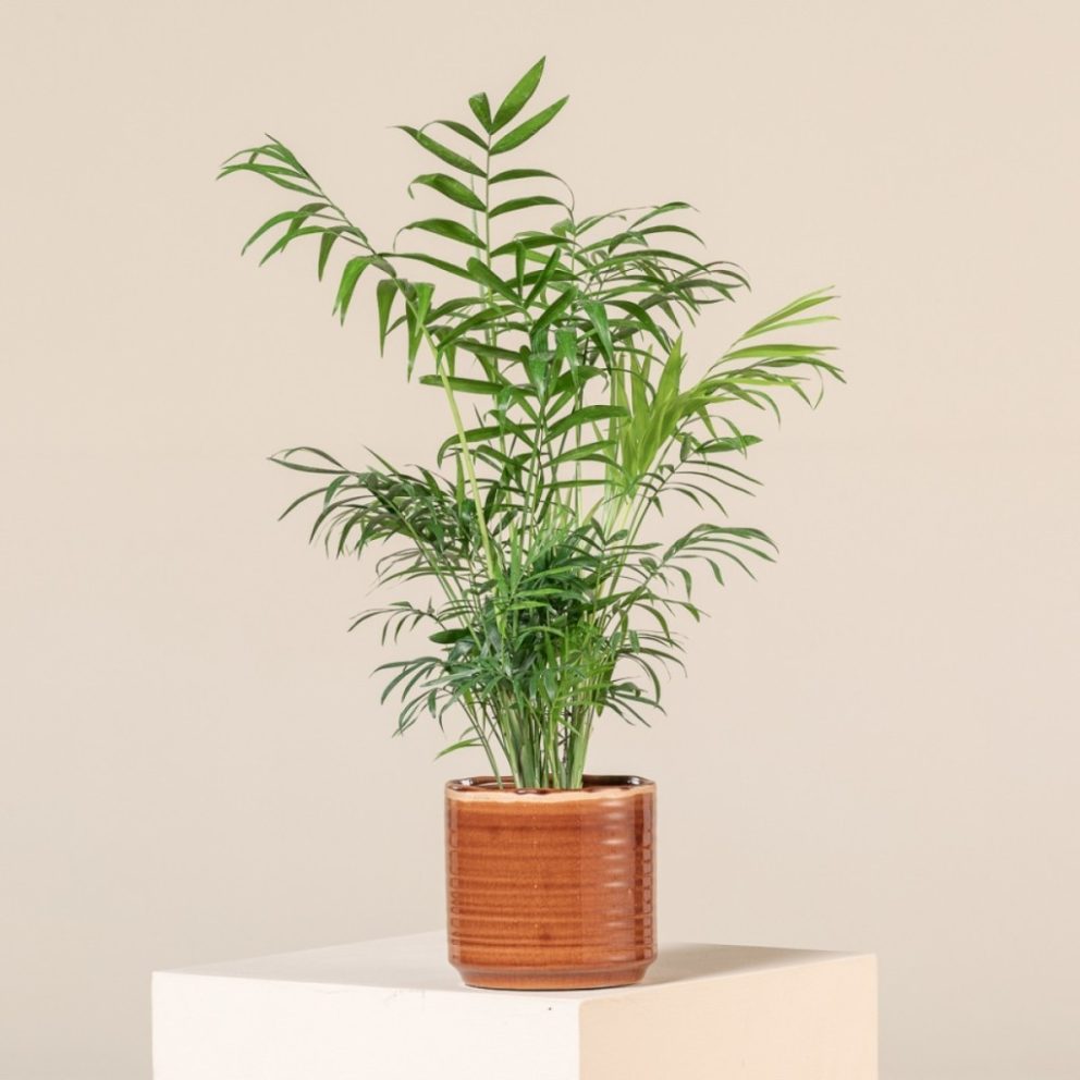 Chamaedorea elegans | The Palm Centre