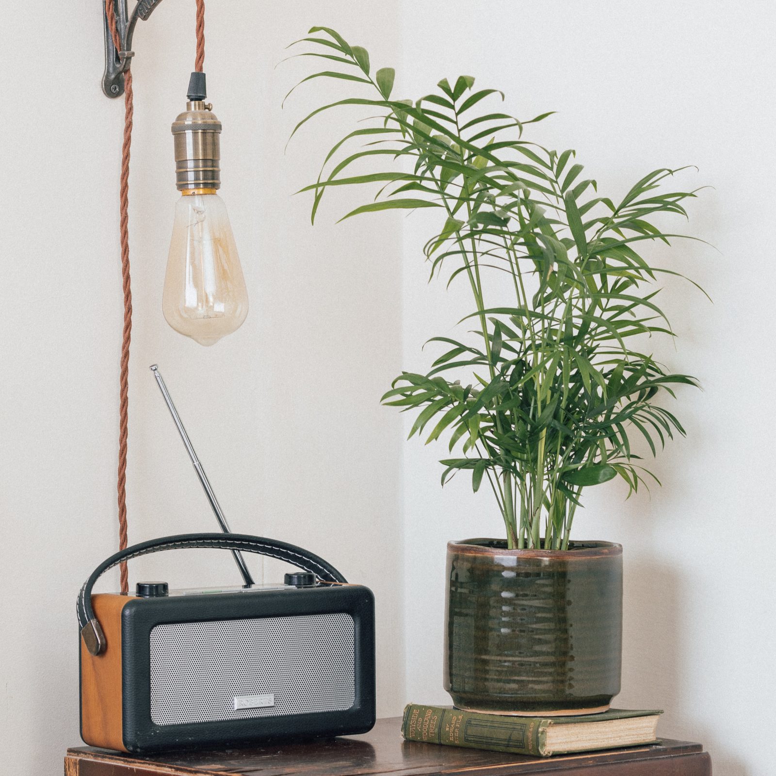 Indoor palm trees for sale | The Palm Centre