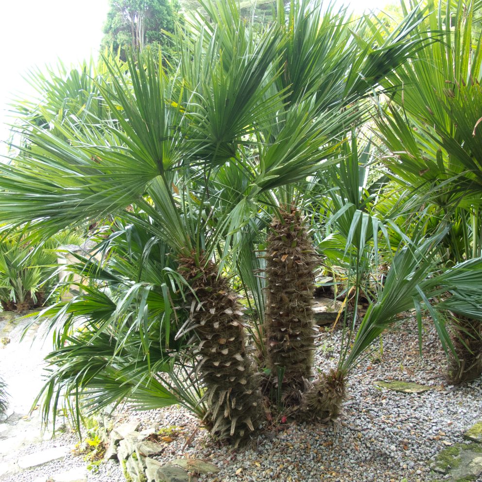 Chamaerops humilis - Mediterranean Fan Palm | The Palm Centre