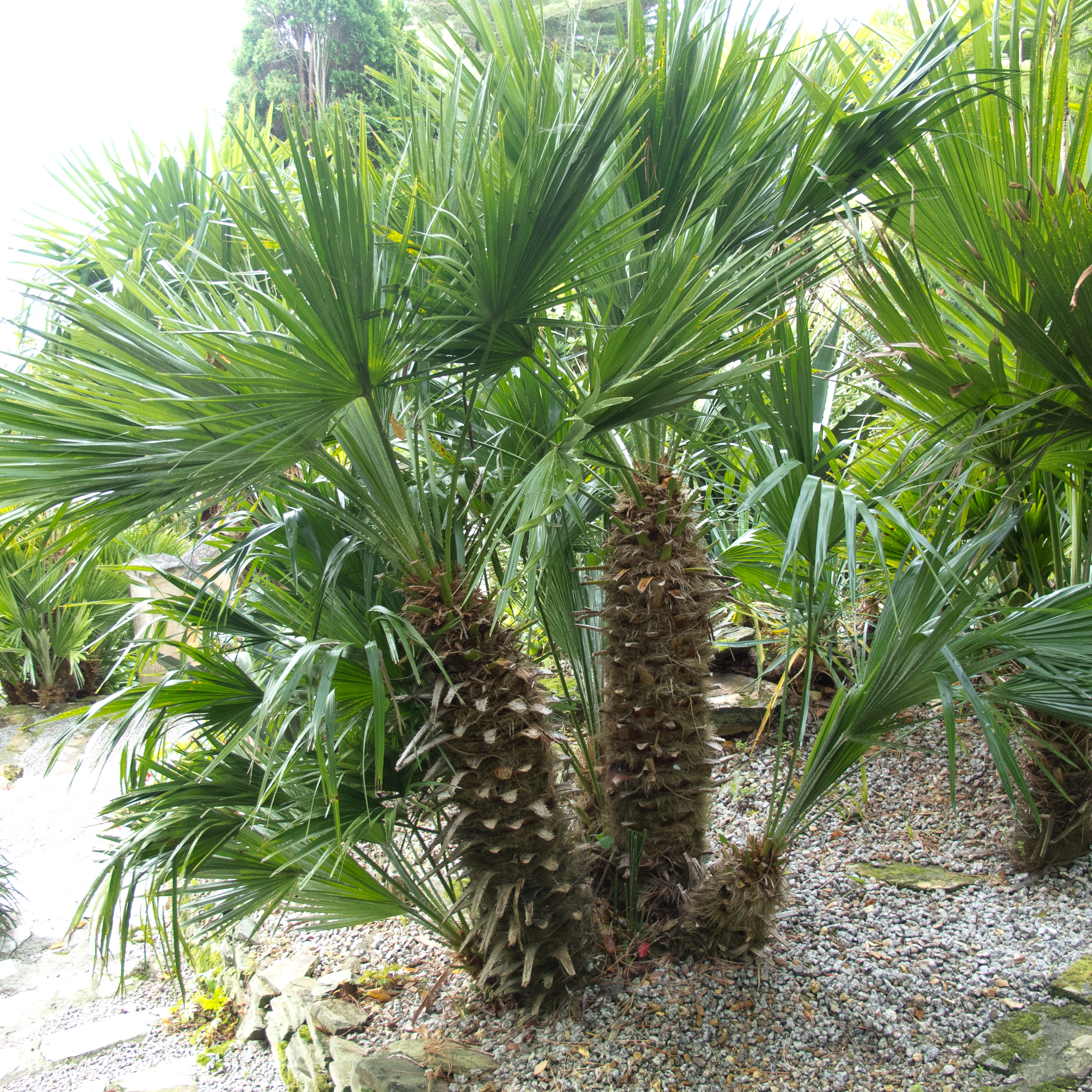 Palm Perfection 101 How to look after your garden palm trees The Palm Centre