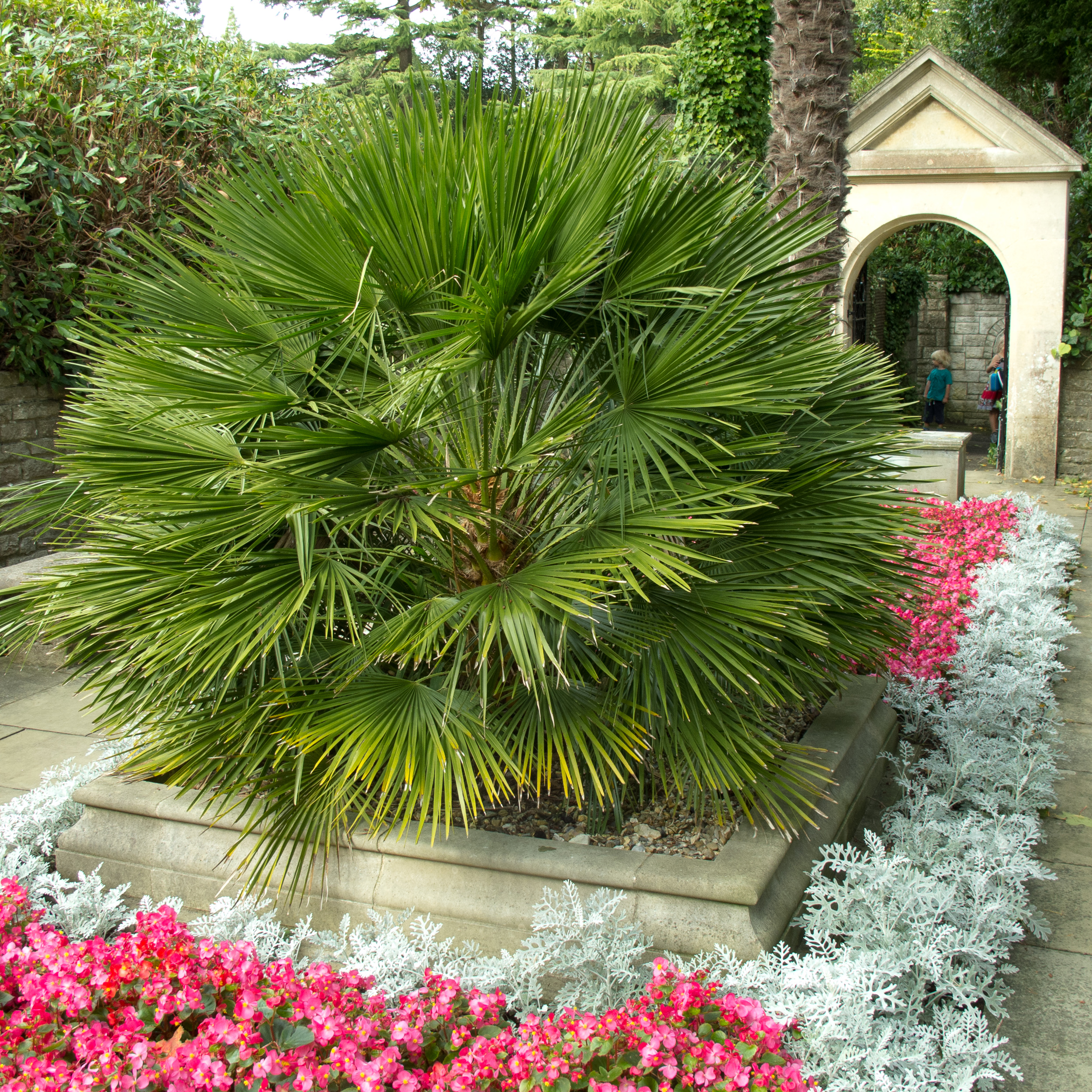 Chamaerops humilis - Mediterranean Fan Palm | The Palm Centre