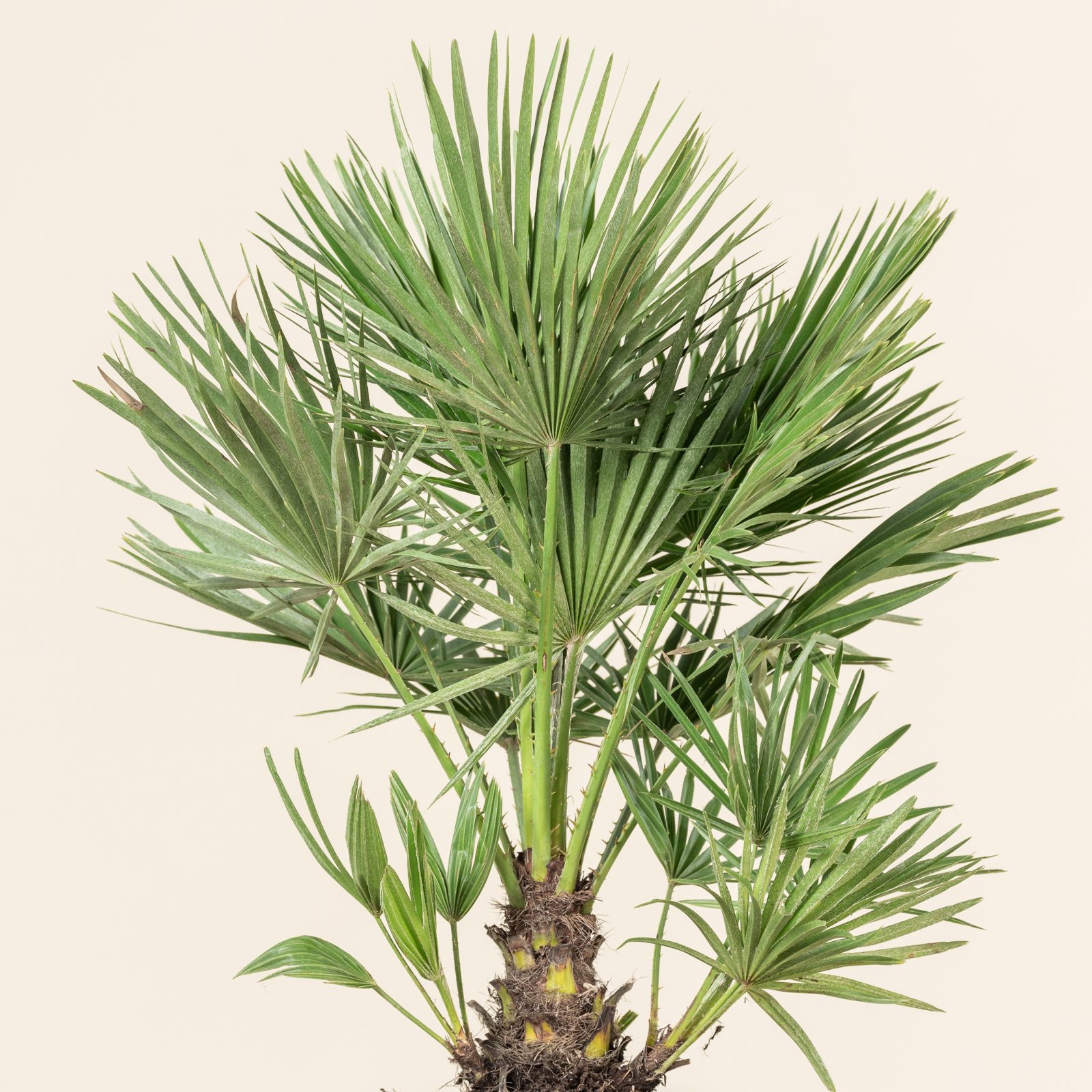 Chamaerops humilis - Mediterranean Fan Palm | The Palm Centre