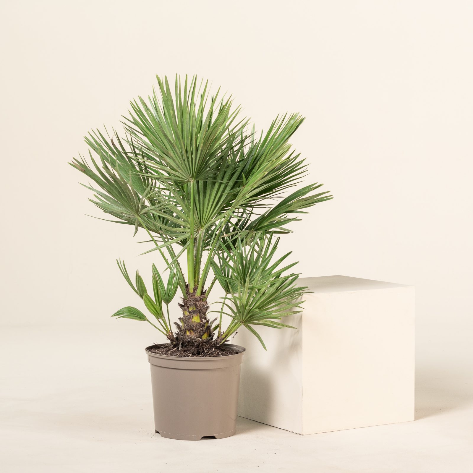 Chamaerops humilis - Mediterranean Fan Palm | The Palm Centre