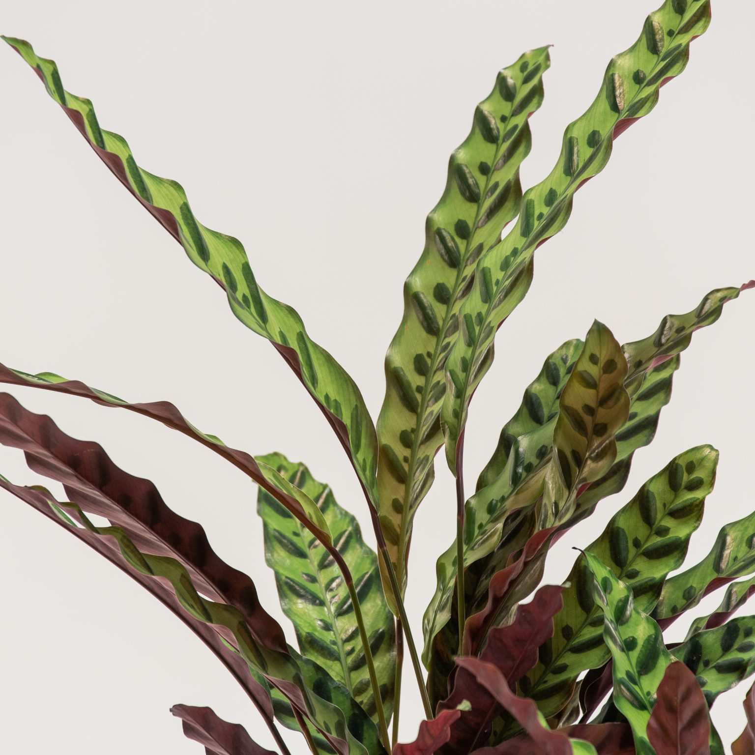 Calathea insignis - rattlesnake plant | The Palm Centre