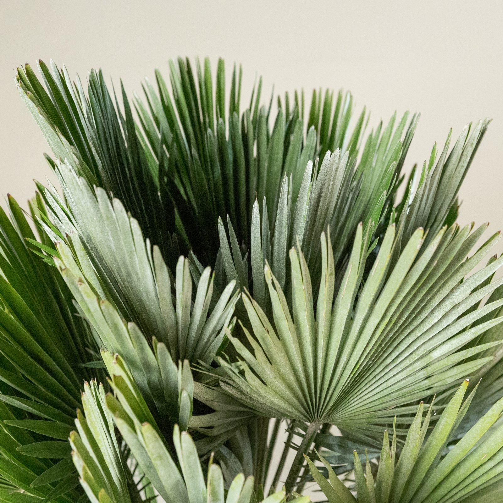 Chamaerops humilis ‘Vulcano’ | The Palm Centre