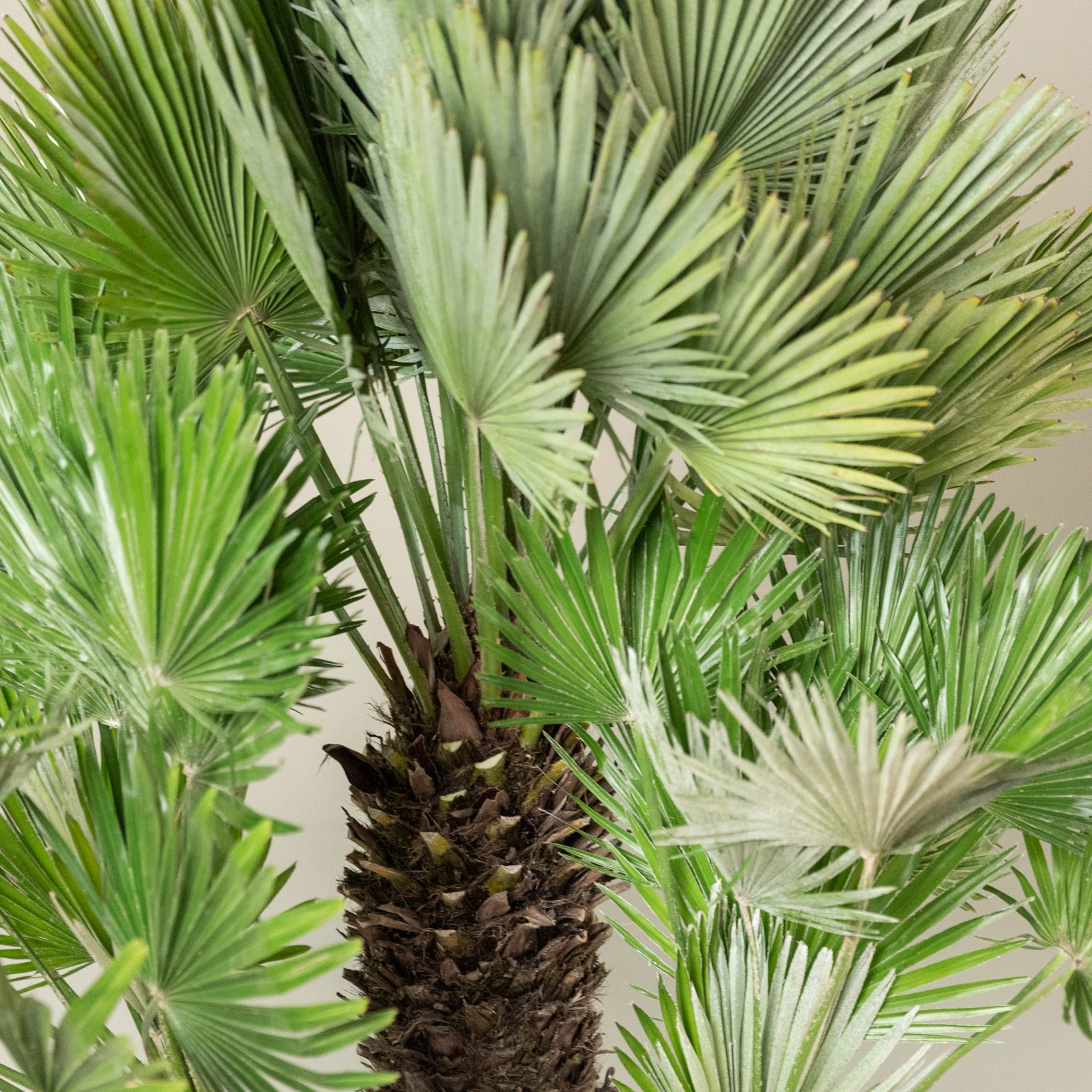 Chamaerops humilis ‘Vulcano’ | The Palm Centre