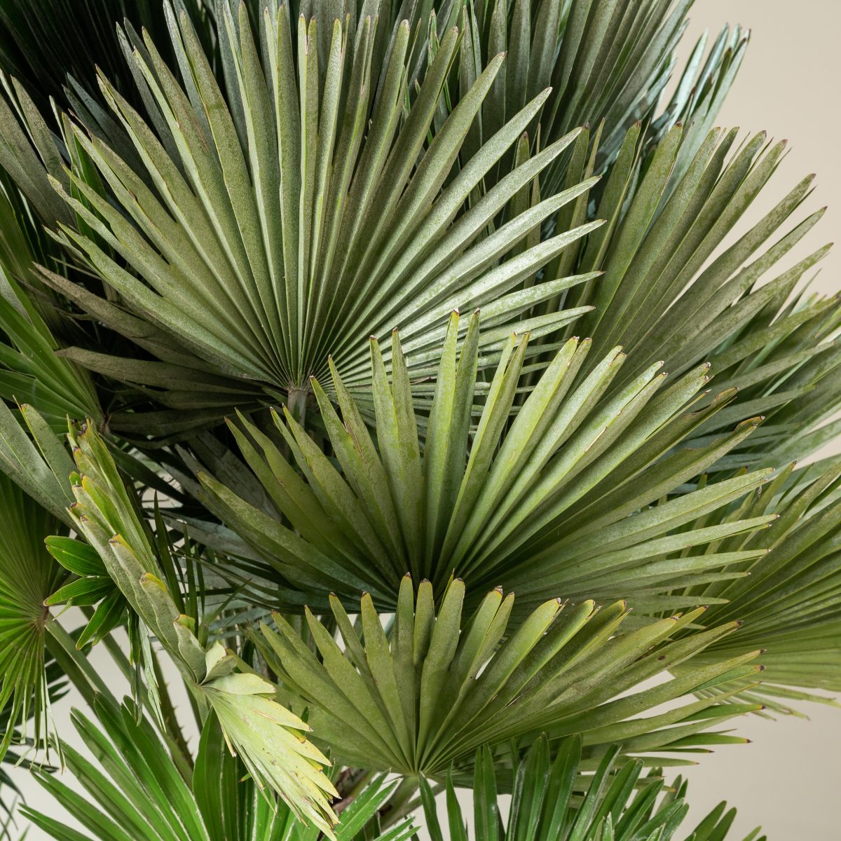 Chamaerops humilis ‘Vulcano’ | The Palm Centre