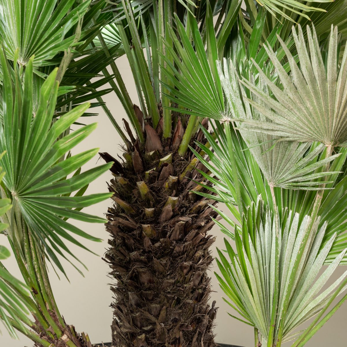 Chamaerops humilis ‘Vulcano’ | The Palm Centre