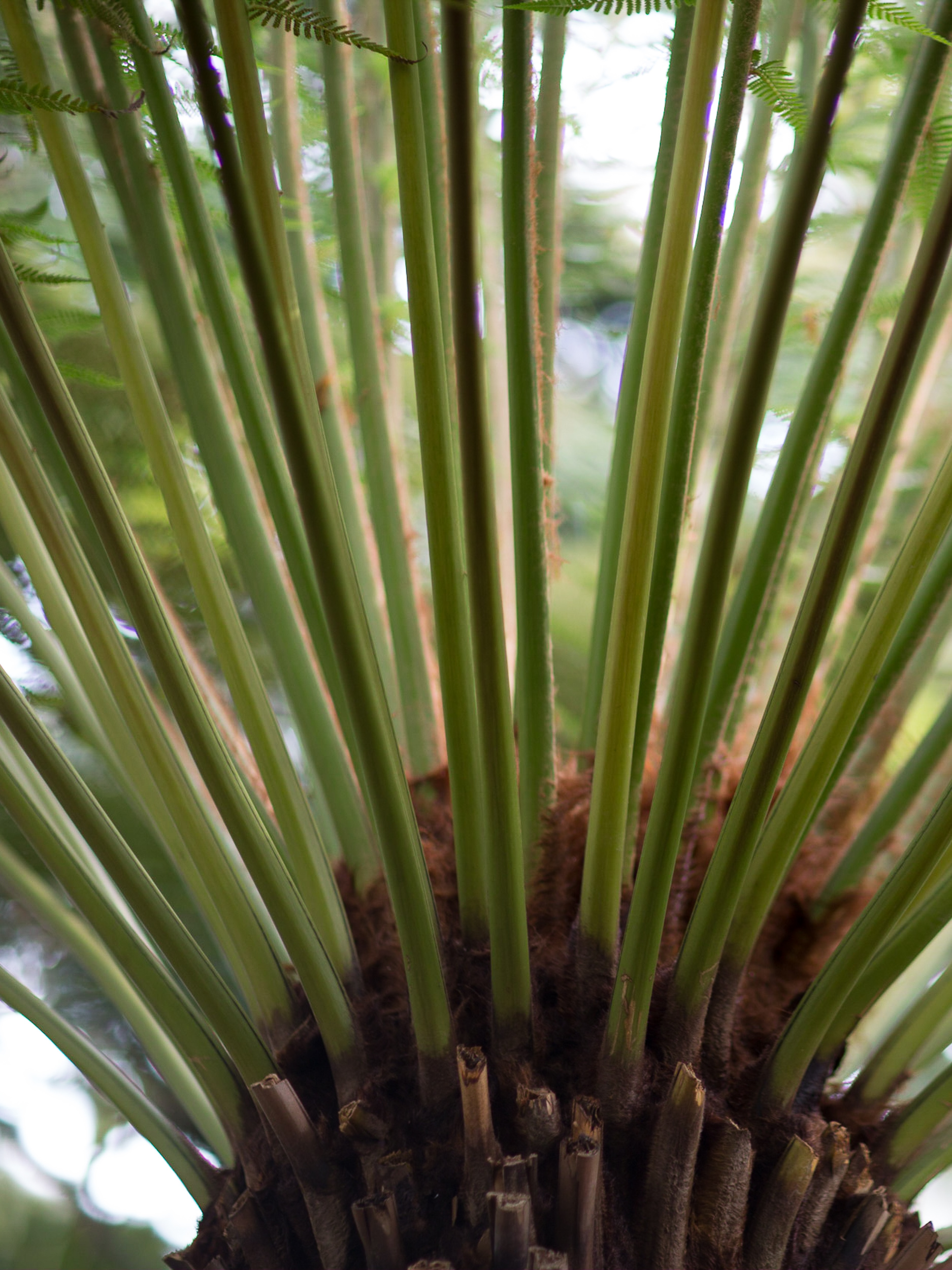 Tree ferns 101: a comprehensive guide to look after your hardy tree ...