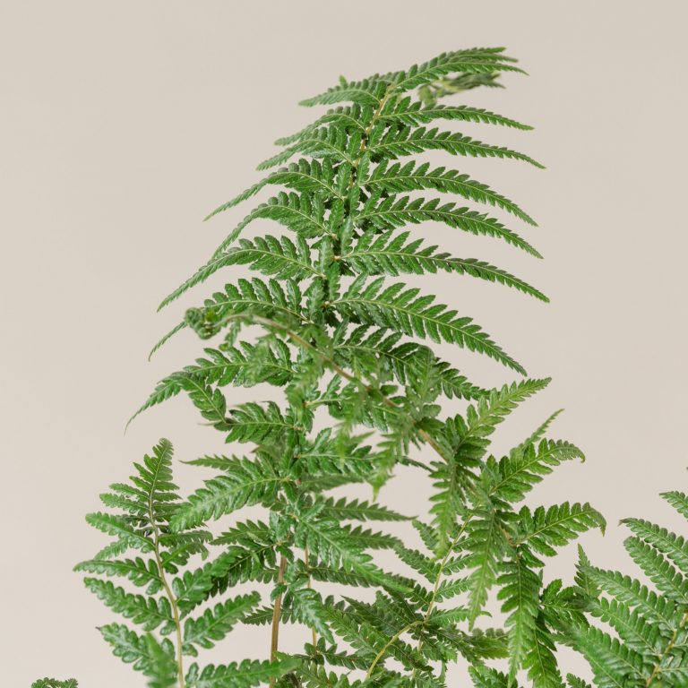 Tree ferns 101: a comprehensive guide to look after your hardy tree ...