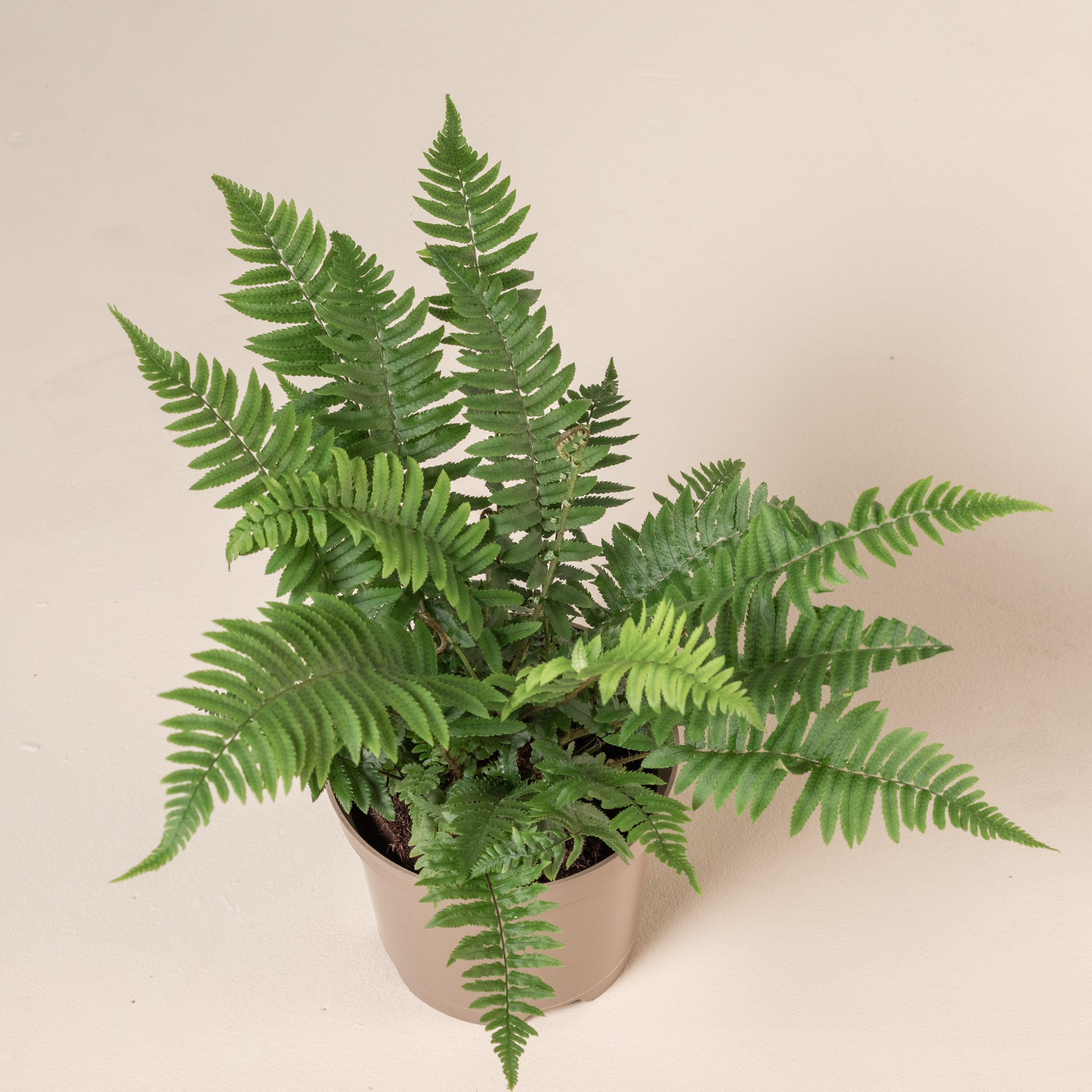 Ground Ferns 101: How to look after your ground ferns | The Palm Centre