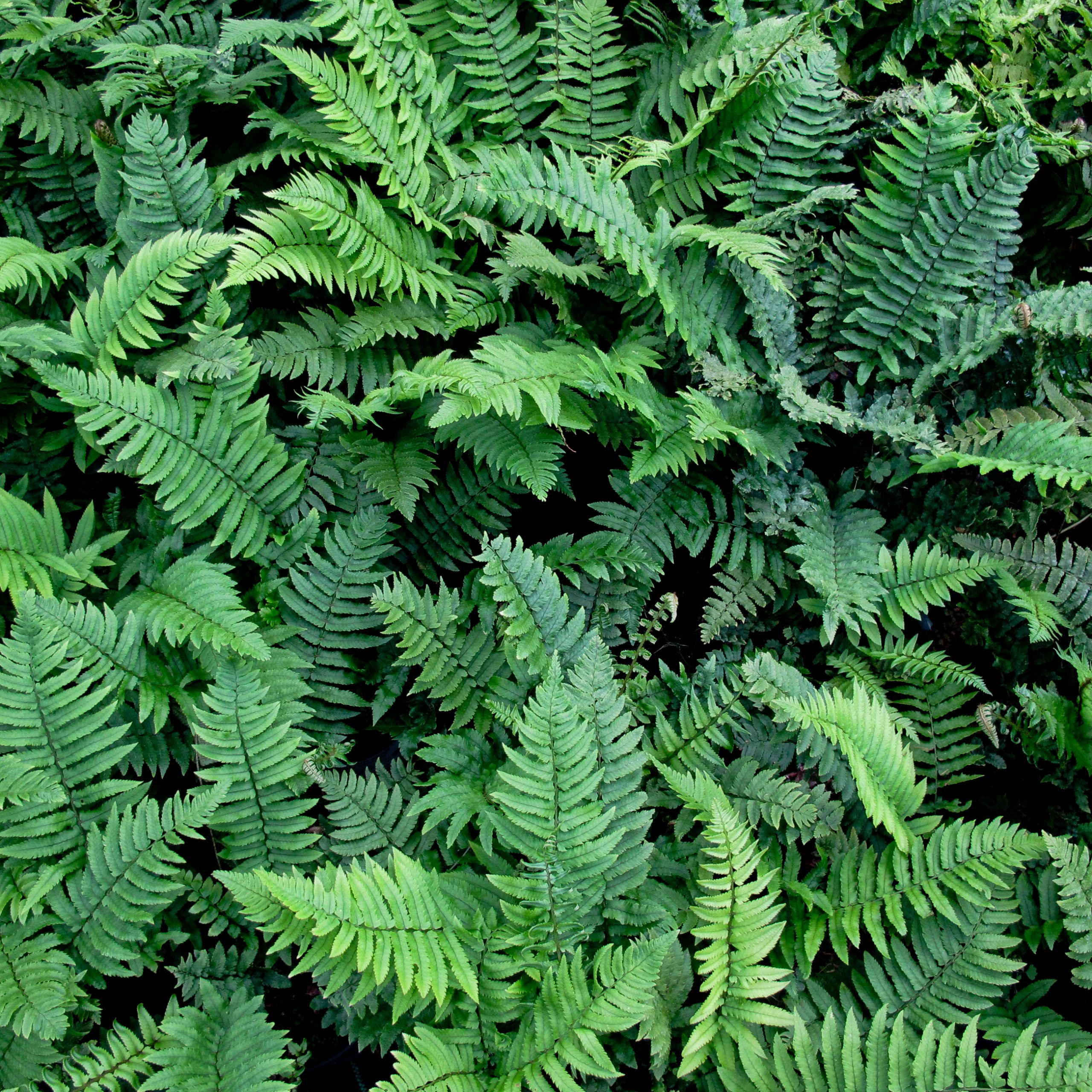 Dryopteris atrata | The Palm Centre