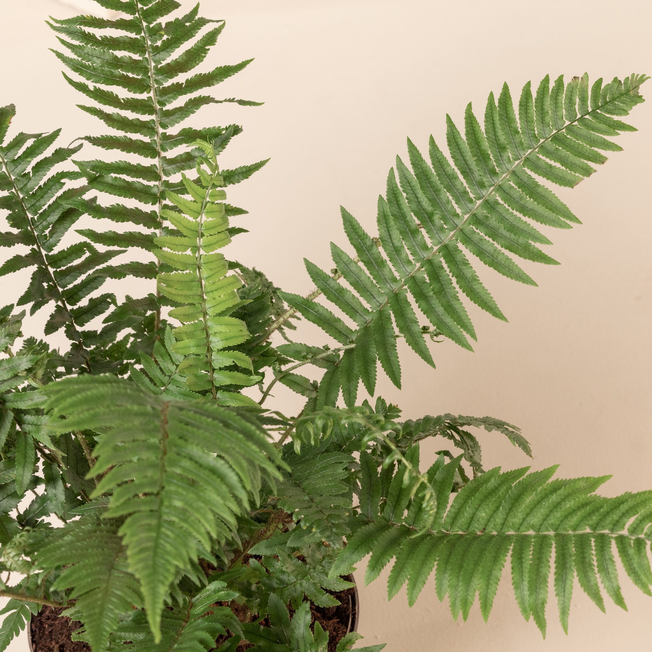 Fern Growth Fuel - Fern and tree ferns fertiliser | The Palm Centre