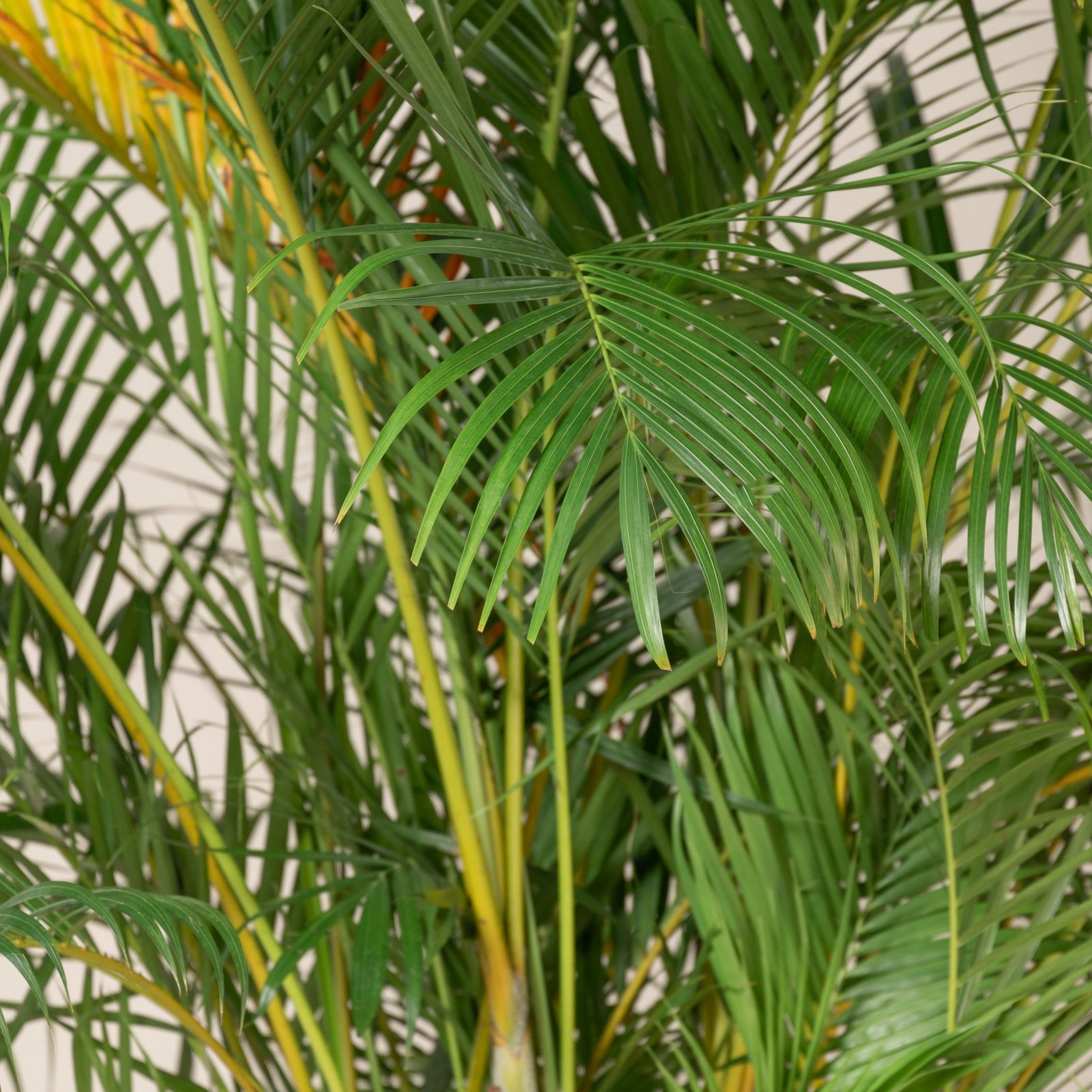 Dypsis lutescens | The Palm Centre