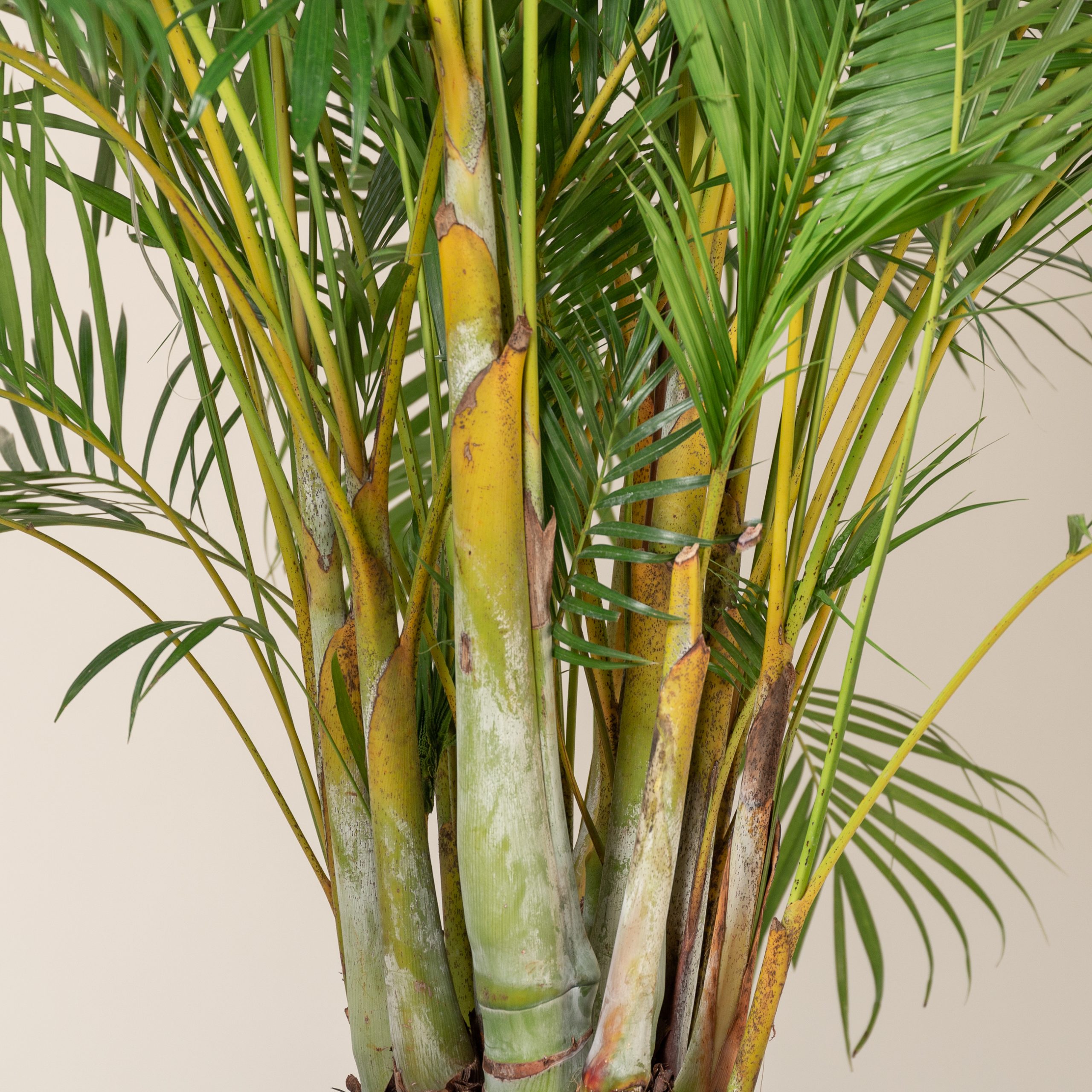 Dypsis lutescens Golden Cane Palm Butterfly Palm Areca Palm