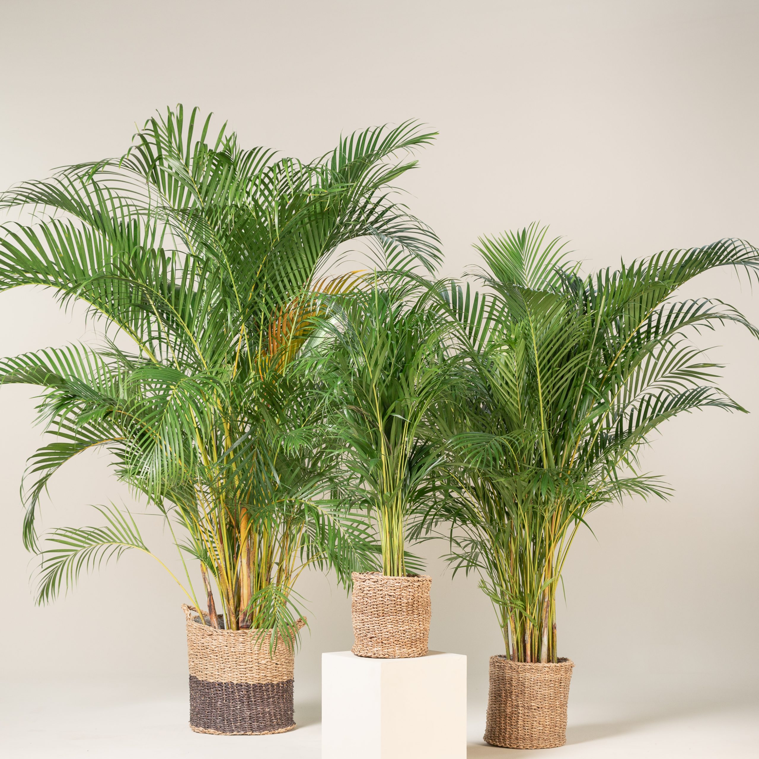 Dypsis lutescens Golden Cane Palm Butterfly Palm Areca Palm