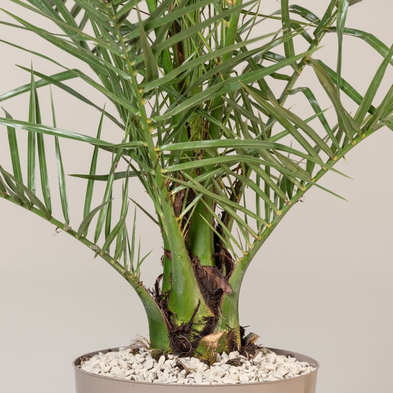 Palm Perfection 101: How to look after your garden palm trees | The ...