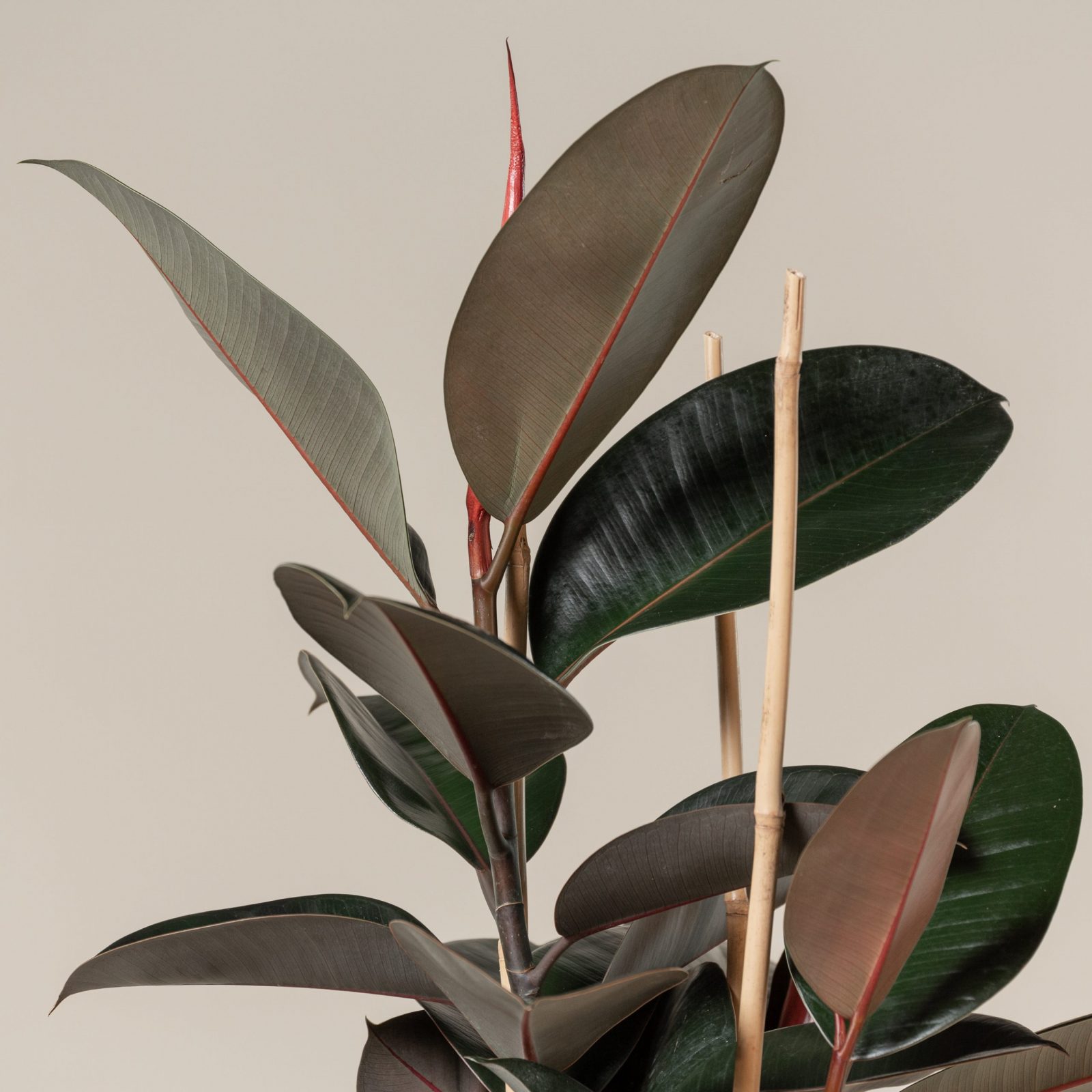 Ficus elastica ‘Abidjan’ | The Palm Centre