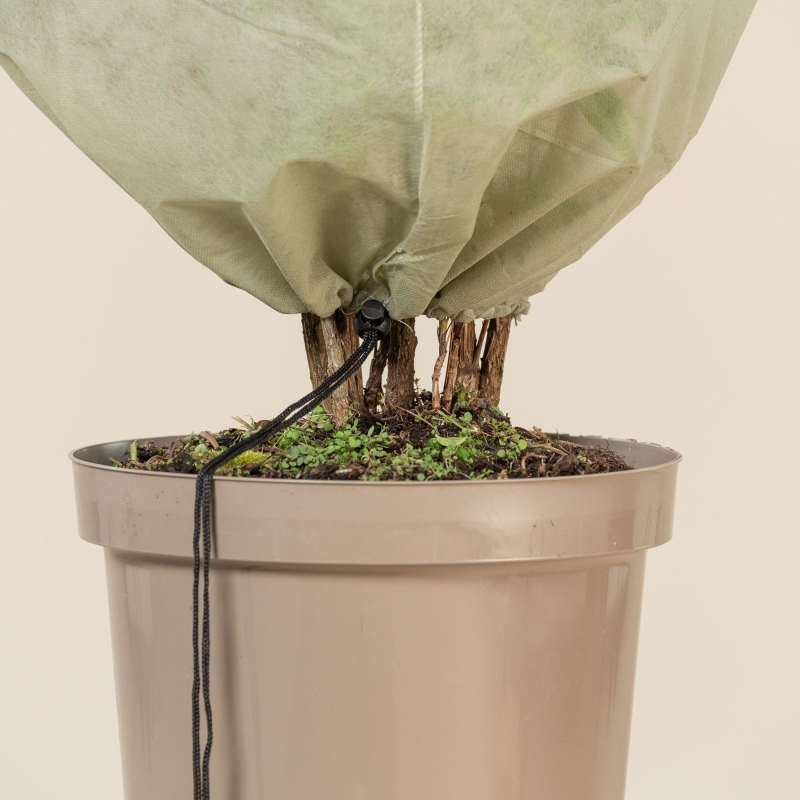 Frost protection fleece jackets for trees and shrubs | The Palm Centre