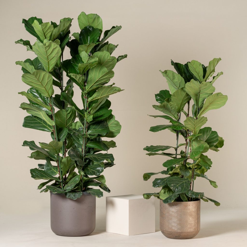 Ficus lyrata | The Palm Centre