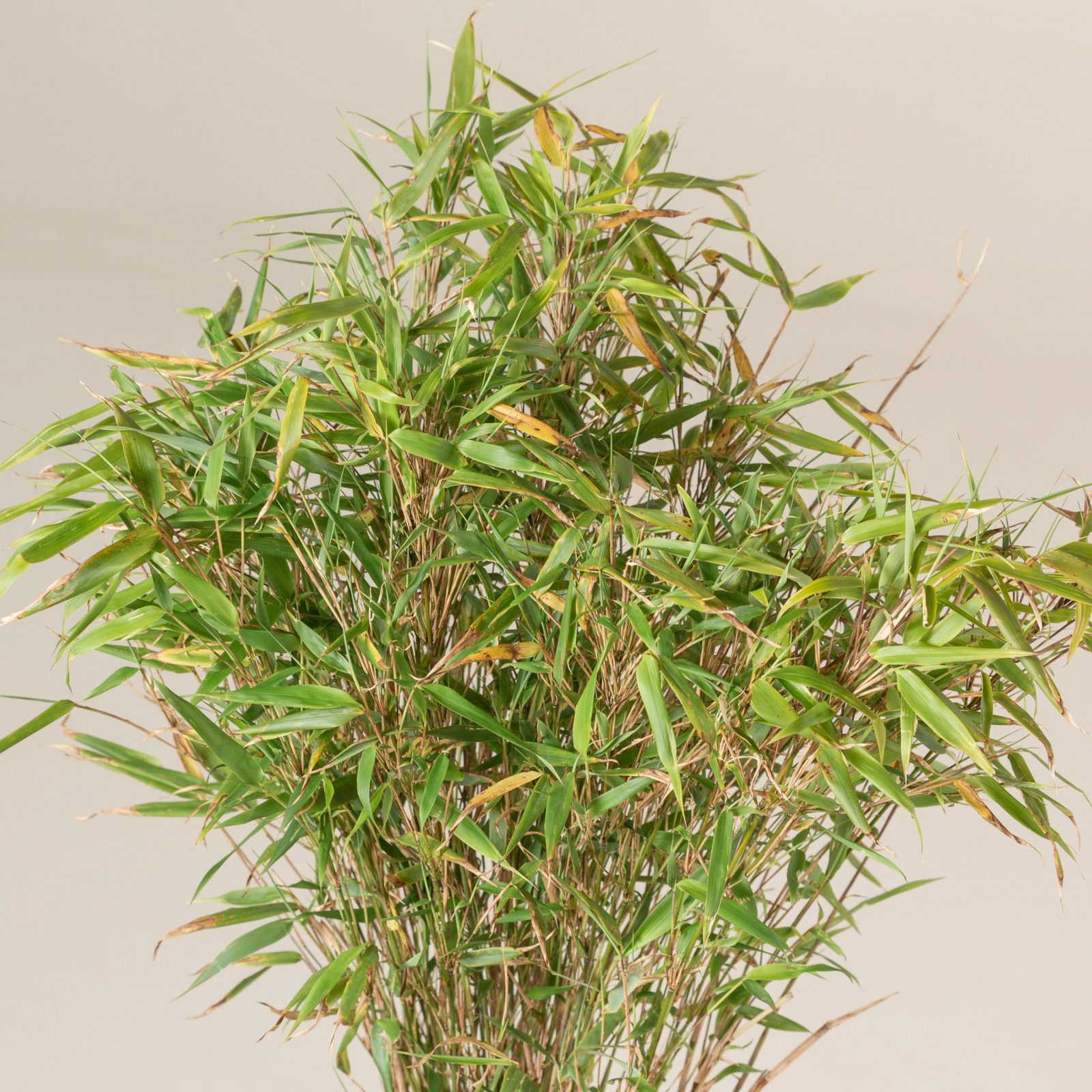 Fargesia rufa - Umbrella bamboo | The Palm Centre