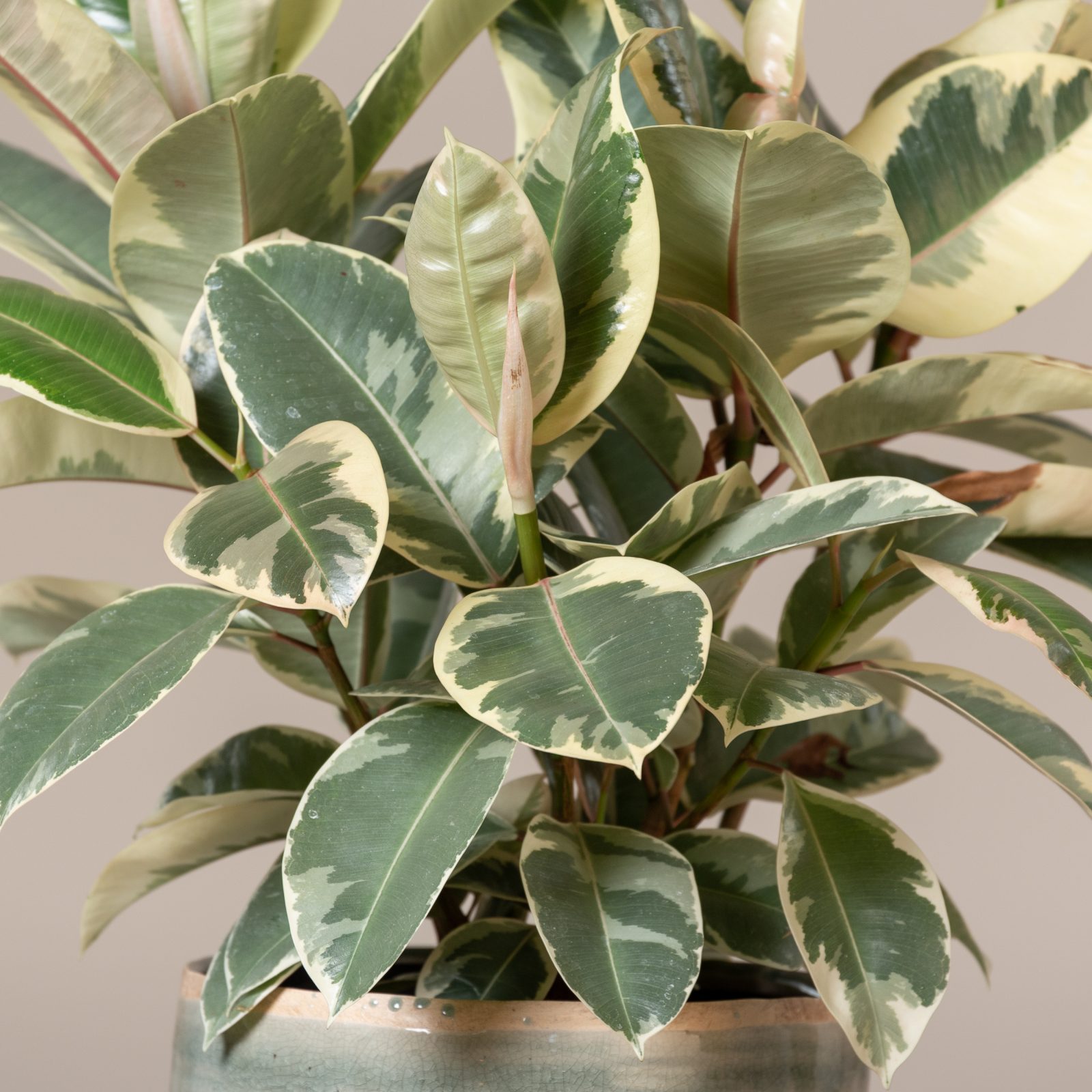 Ficus elastica ‘Tineke’ | The Palm Centre