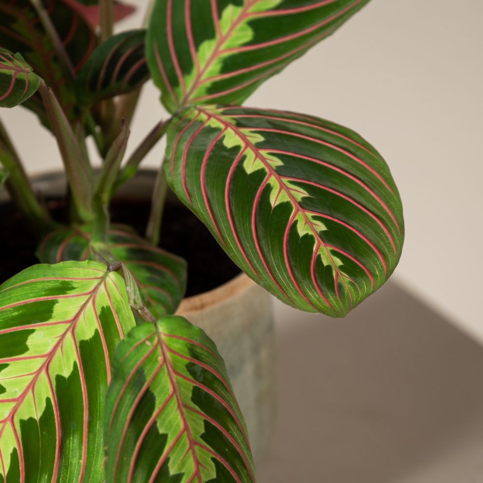 Maranta leuconeura ‘Fascinator’ | The Palm Centre