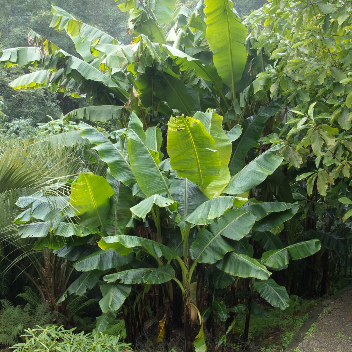 Musa basjoo - hardy Japanese banana plant | The Palm Centre | The Palm ...