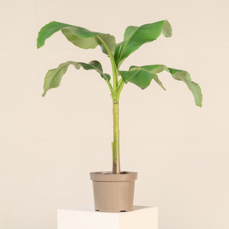 Indoor banana plants care | The Palm Centre