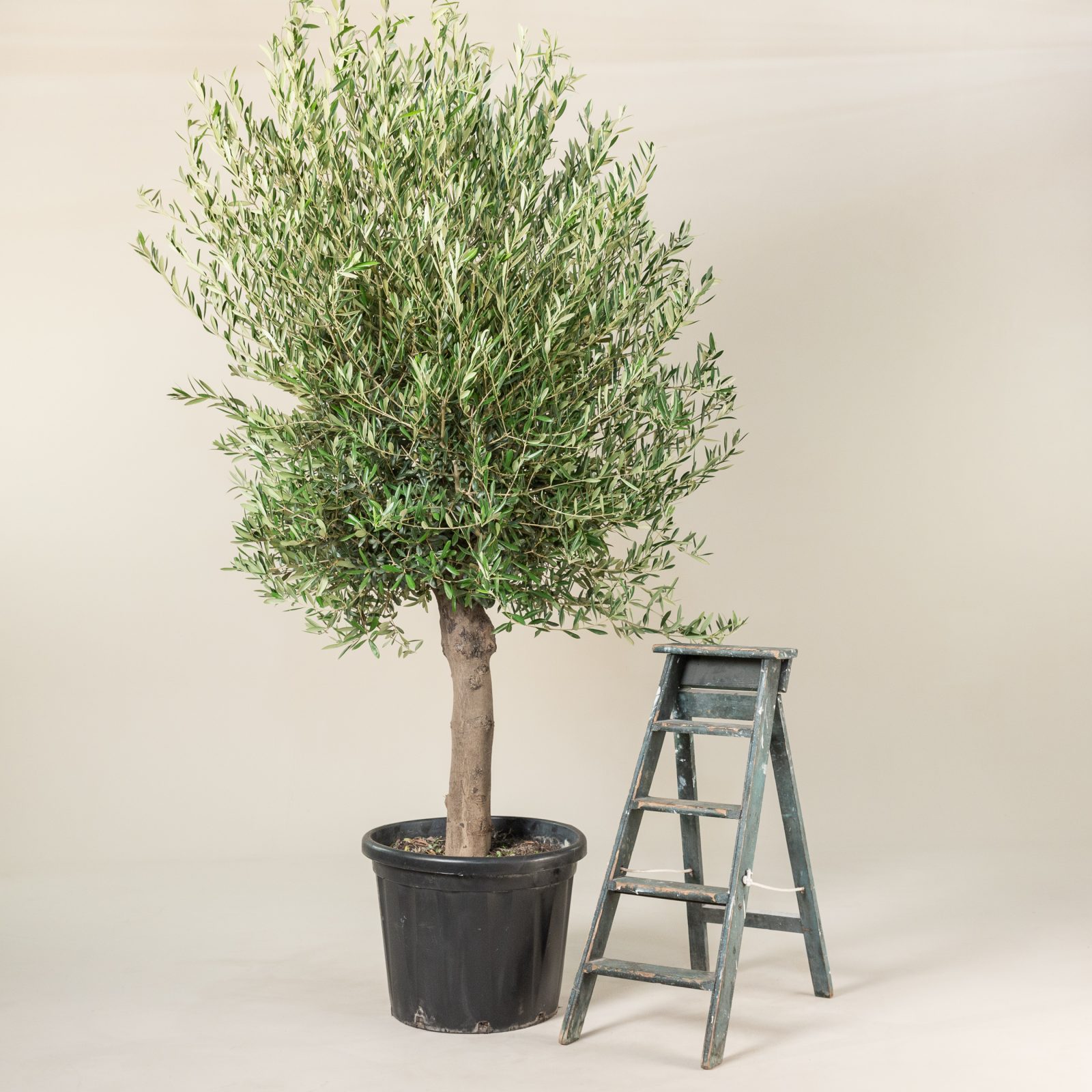 Shop olive trees | The Palm Centre