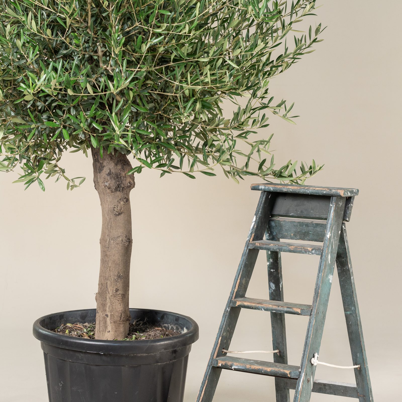 Shop olive trees | The Palm Centre