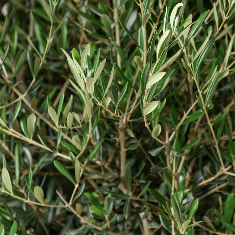 Olive Trees 101: Loving your olive tree | The Palm Centre