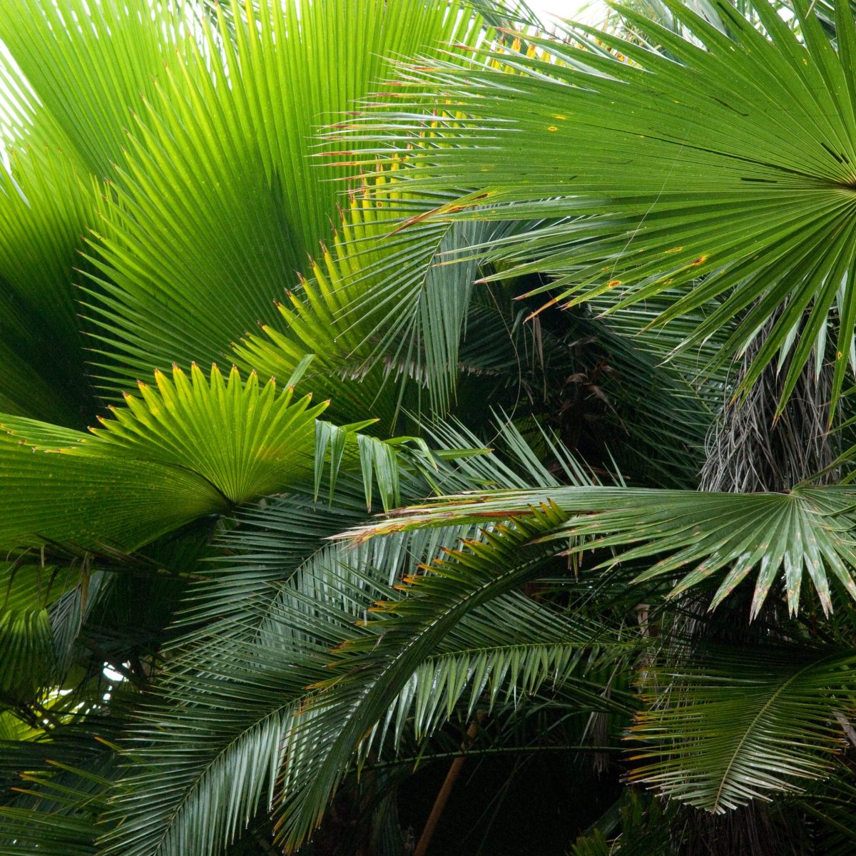 Top Five Hardy Palms for the UK | The Palm Centre