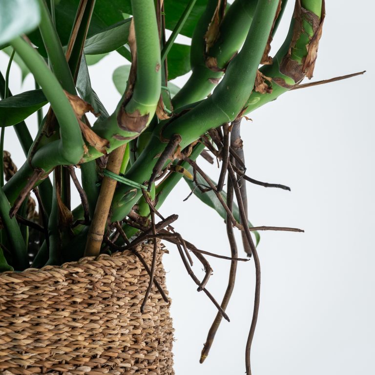 How to Make Your Monstera deliciosa Grow Huge Leaves | The Palm Centre