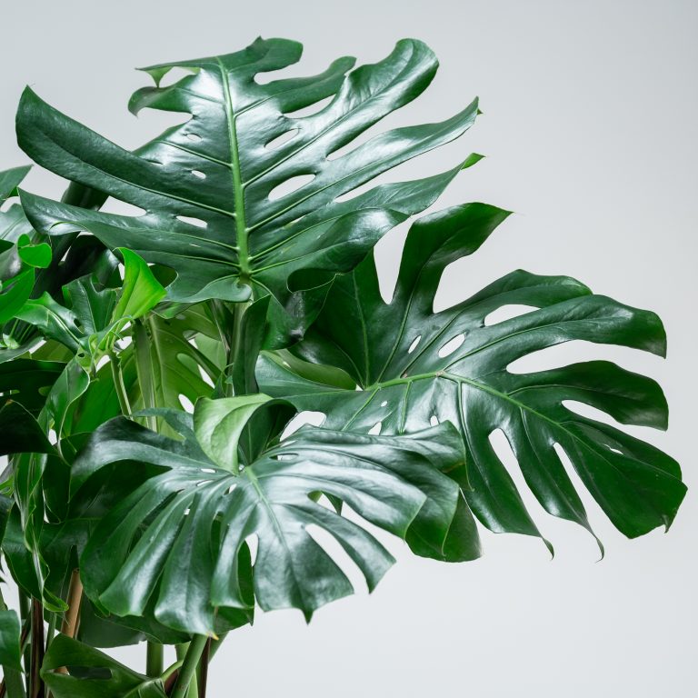 Secrets of the Sobbing Plants: Decoding the Drama of Weepy Houseplants ...