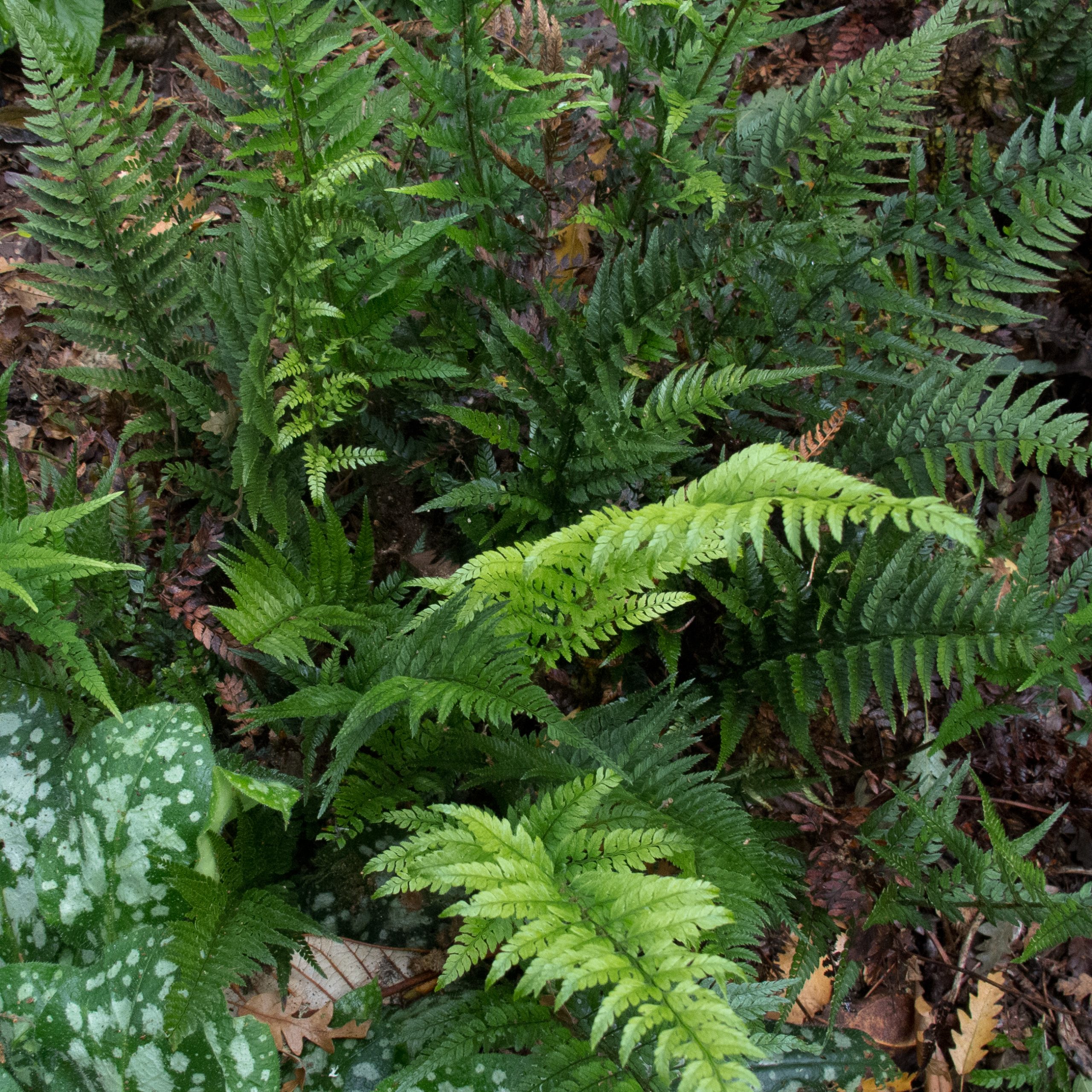 Top ground ferns for dry shade | The Palm Centre