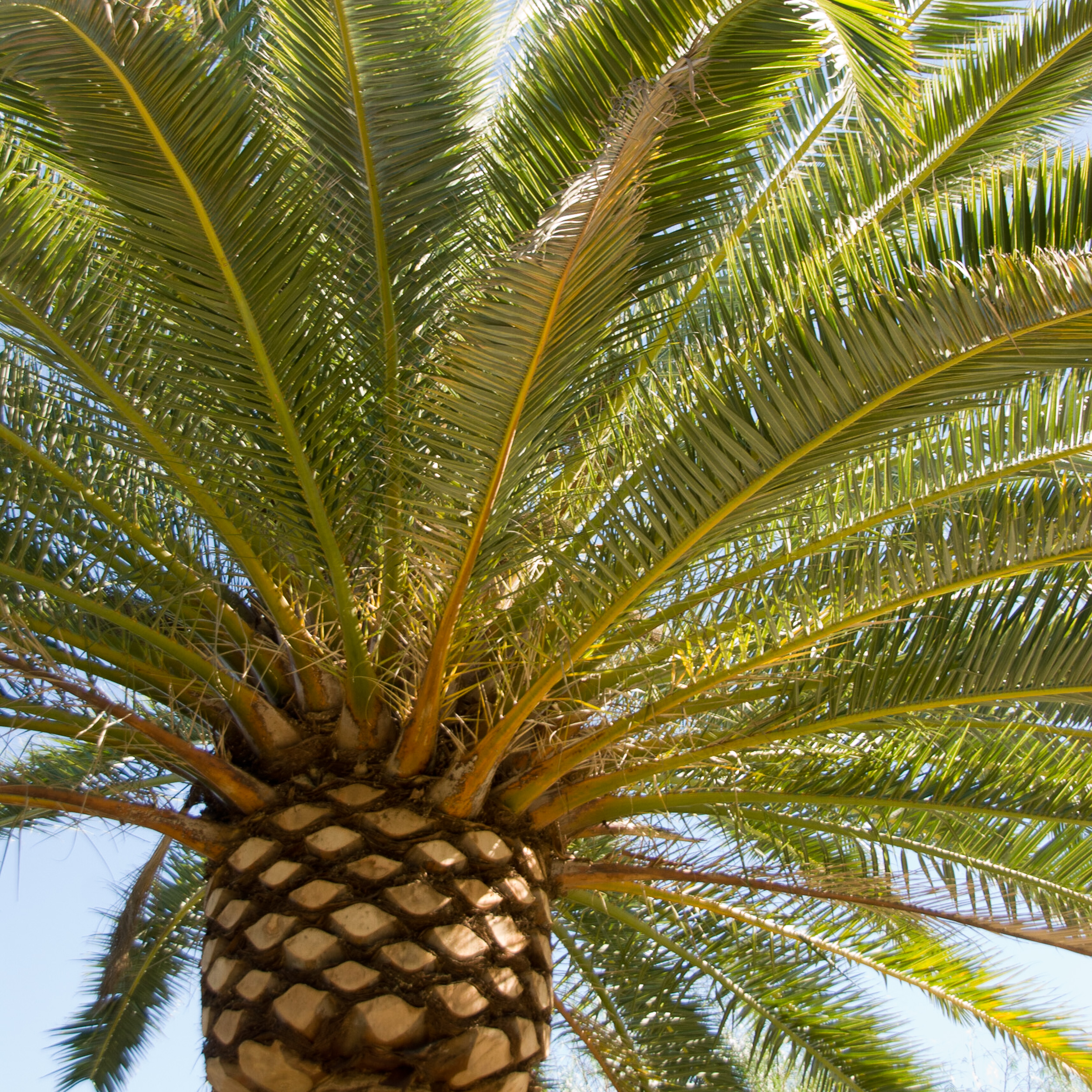 Phoenix canariensis Canary pygmy date palm The Palm Centre