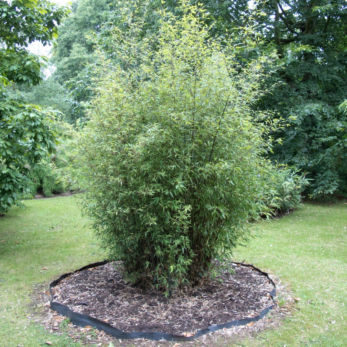 Bamboo root barrier - control system for bamboo | The Palm Centre